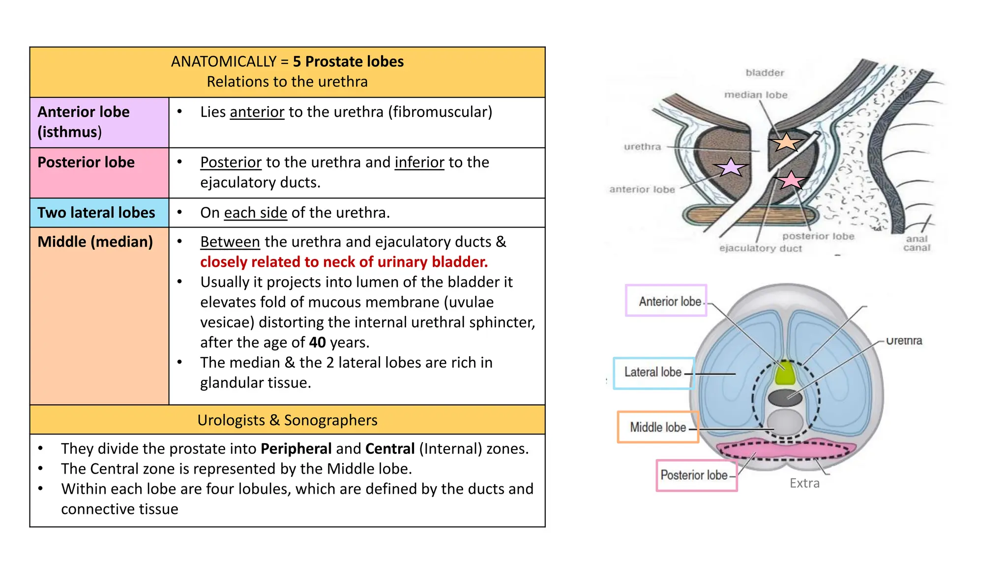 4- Anatomy of Male Reproductive System.pdf