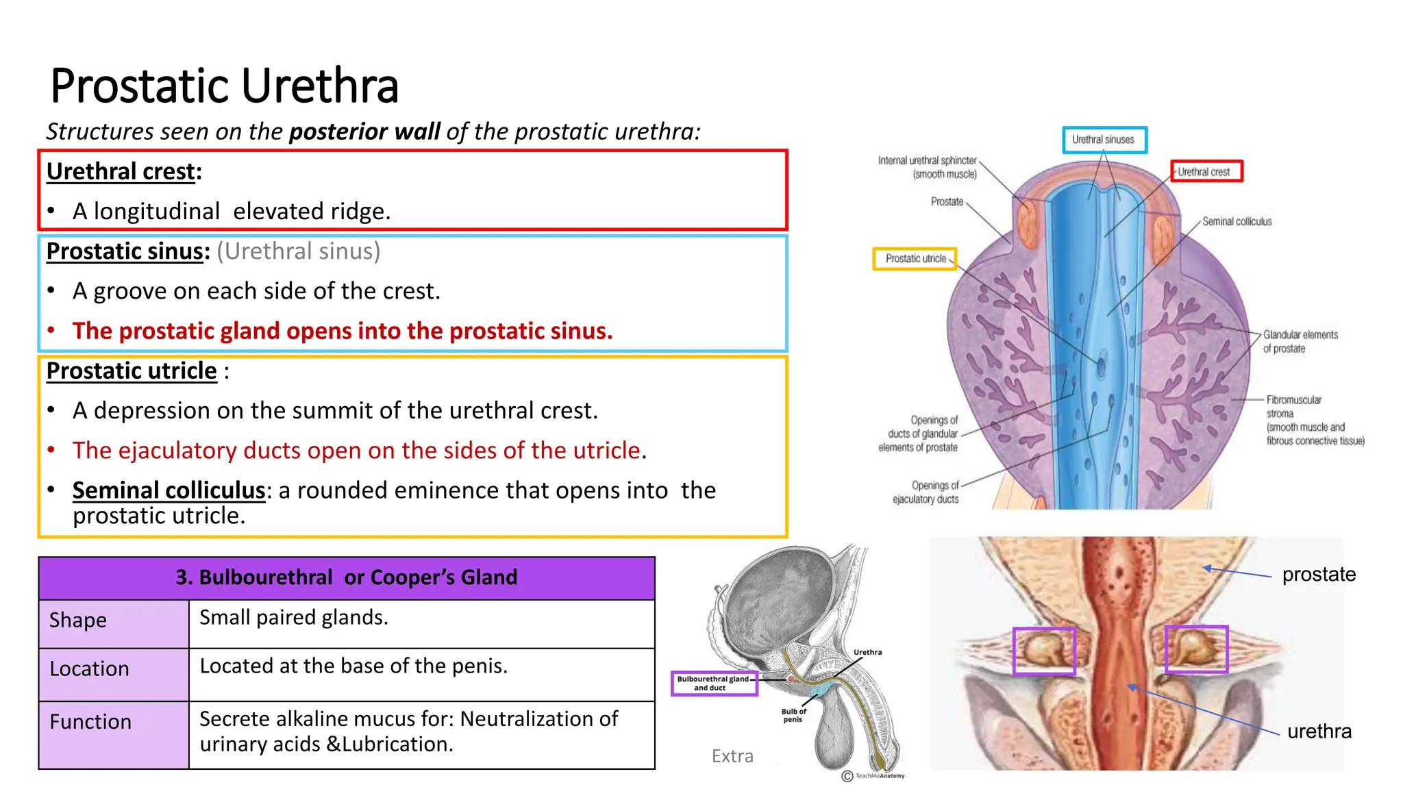 4- Anatomy of Male Reproductive System.pdf