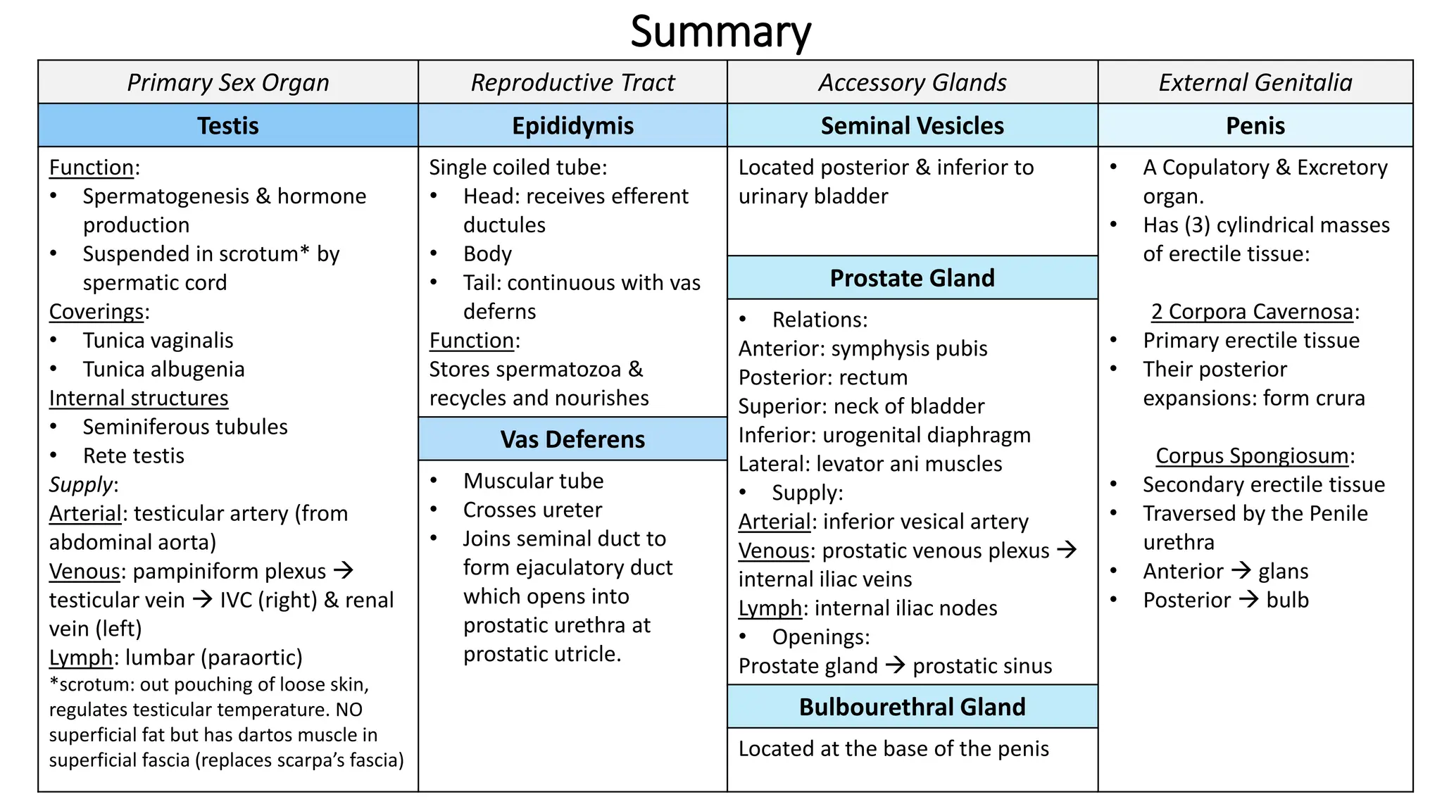 4- Anatomy of Male Reproductive System.pdf