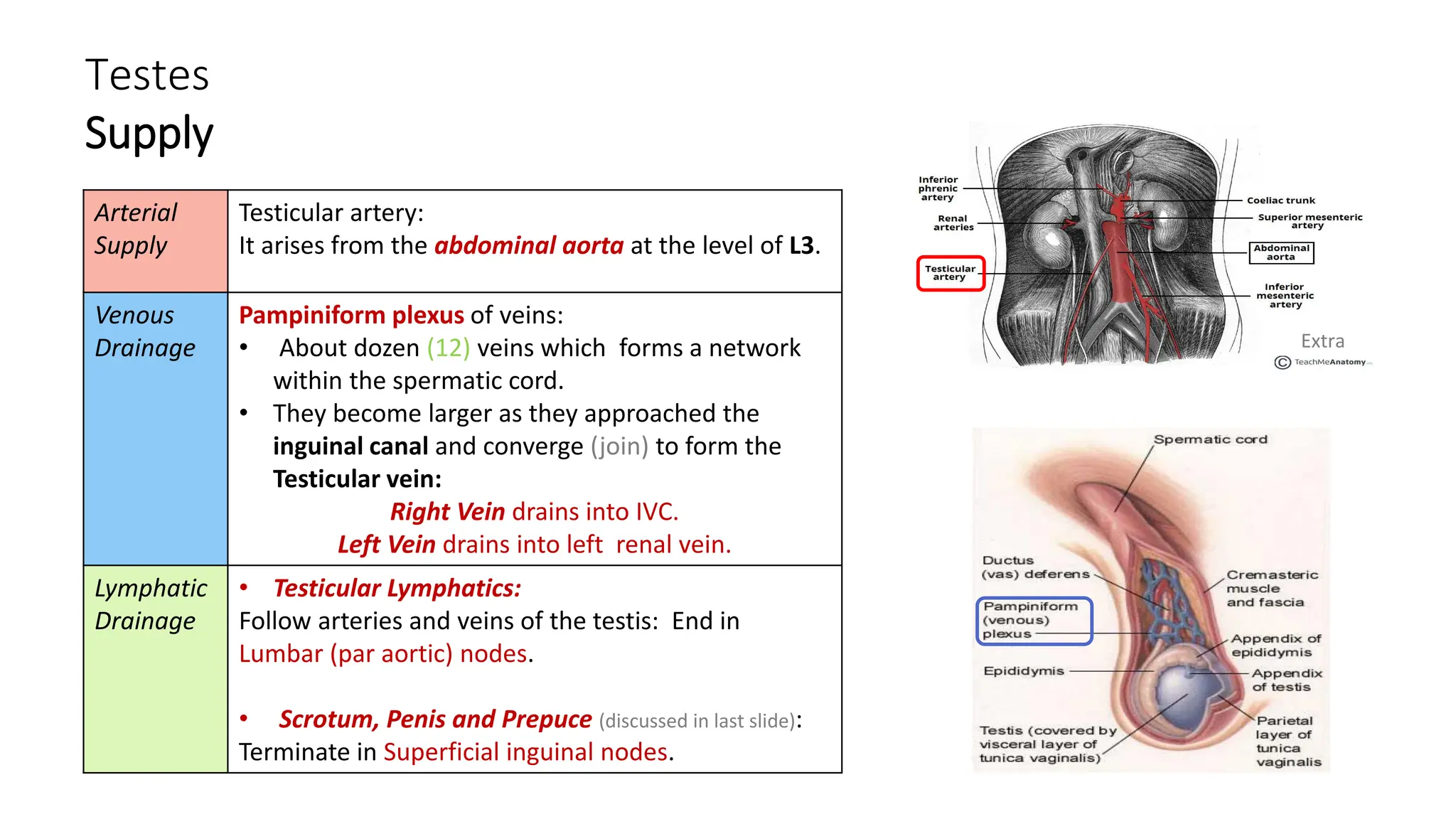 4- Anatomy of Male Reproductive System.pdf