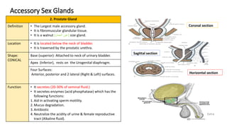 4- Anatomy of Male Reproductive System.pdf