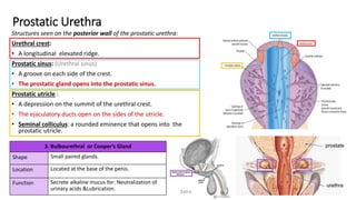 4- Anatomy of Male Reproductive System.pdf