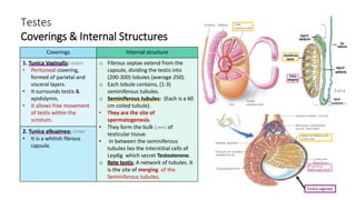 4- Anatomy of Male Reproductive System.pdf