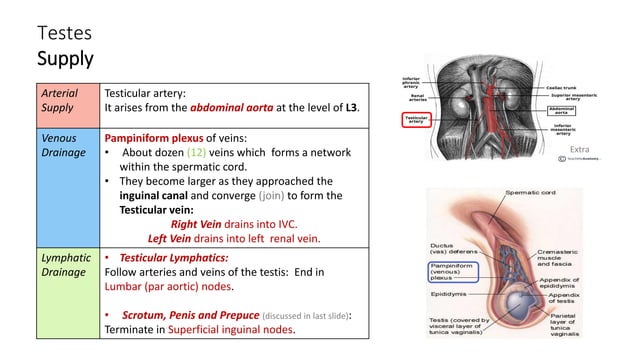 4- Anatomy of Male Reproductive System.pdf
