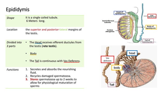 4- Anatomy of Male Reproductive System.pdf