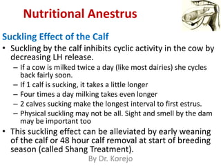 4 - Anestrus Meaning Before Estrus 2-3 days | PPTX