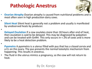 4 - Anestrus Meaning Before Estrus 2-3 days | PPTX