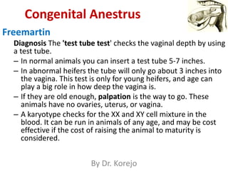4 - Anestrus Meaning Before Estrus 2-3 days | PPTX