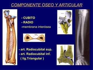 4 Antebrazo Y MuñEca | PPT