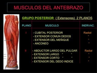 4 Antebrazo Y MuñEca | PPT