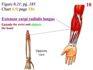 4. anterior arm forearm | PPT