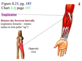 4. anterior arm forearm | PPT