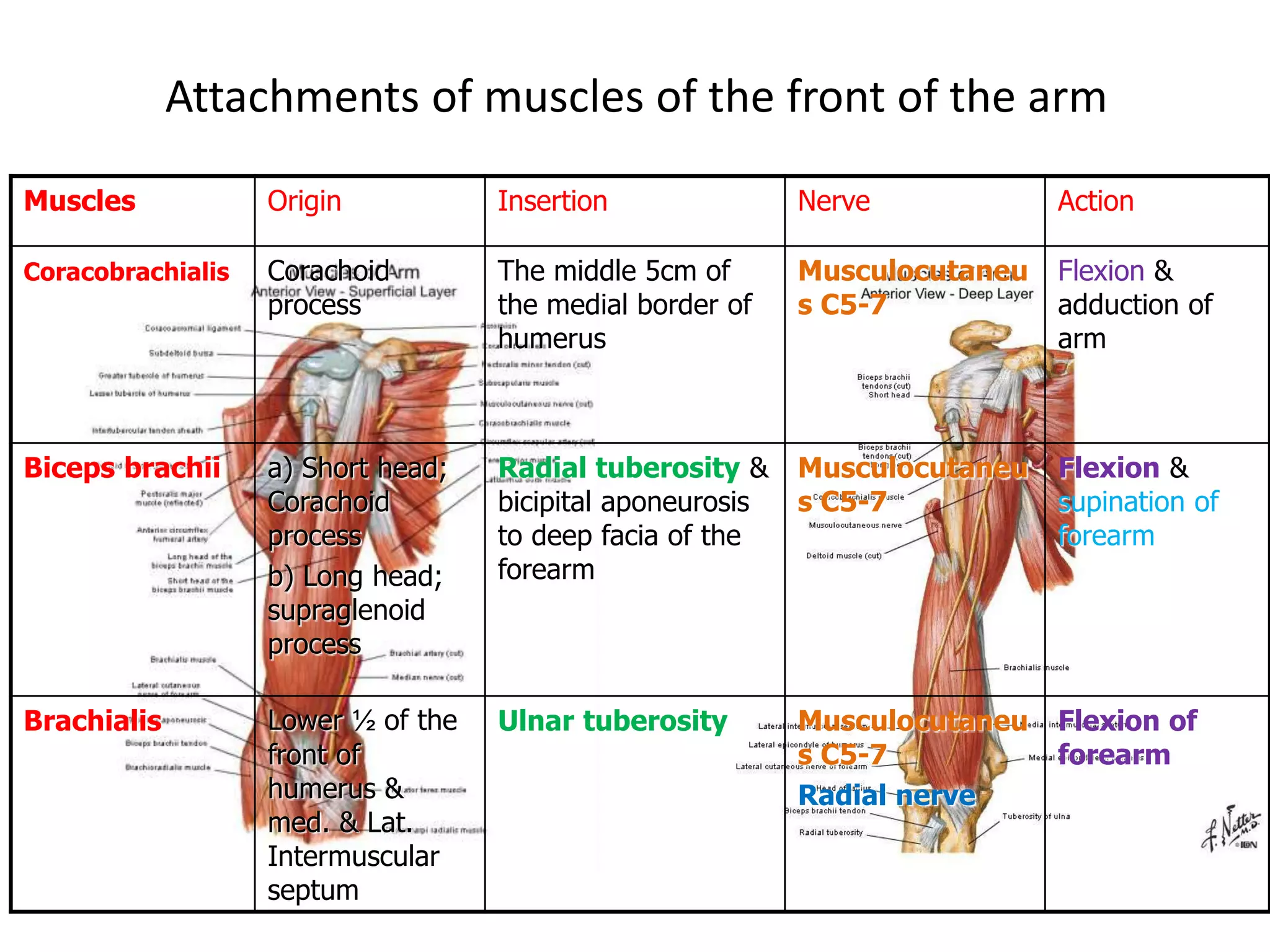 4 arm region and cubital | PPTX | Death, Injury, or Military Conflict ...