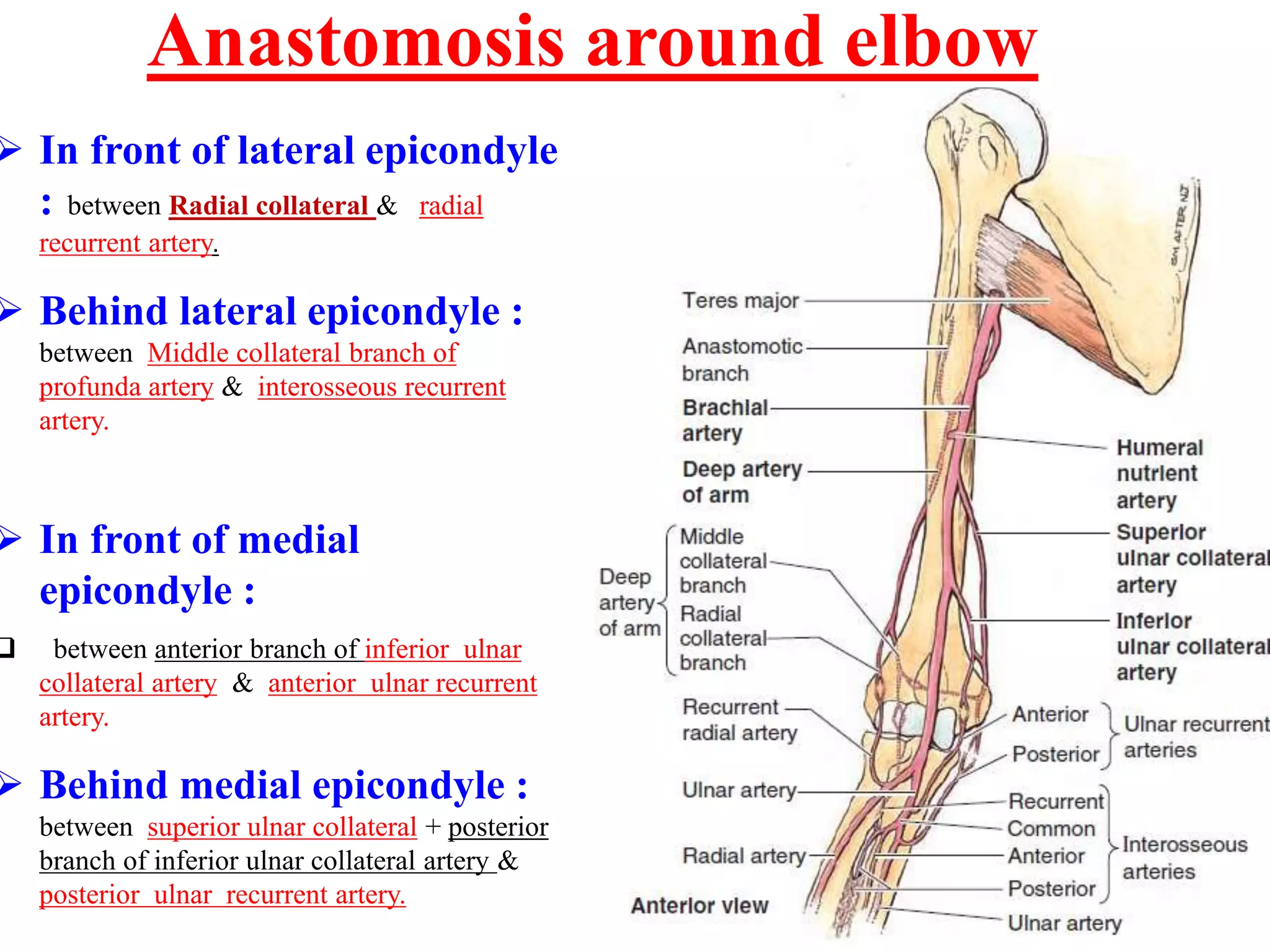 4 arm region and cubital | PPTX | Death, Injury, or Military Conflict ...