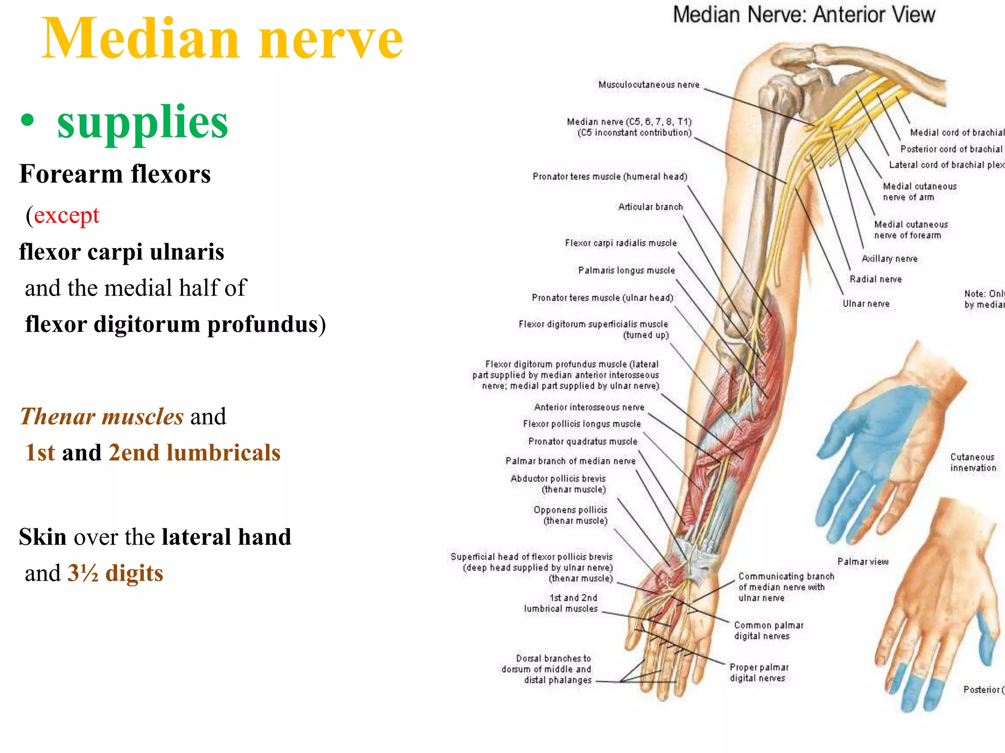 4 arm region and cubital | PPTX | Death, Injury, or Military Conflict ...