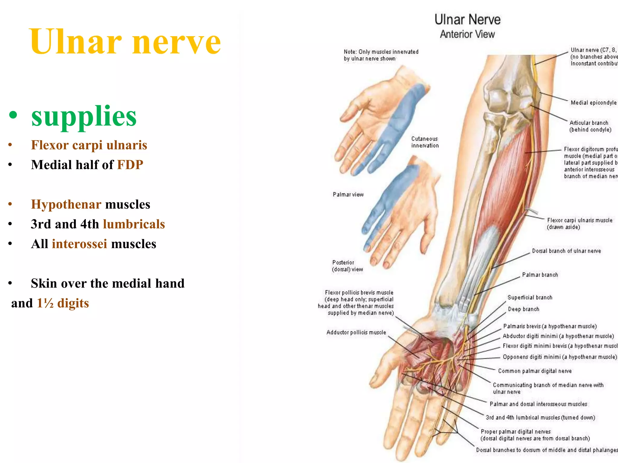 4 arm region and cubital | PPTX | Death, Injury, or Military Conflict ...