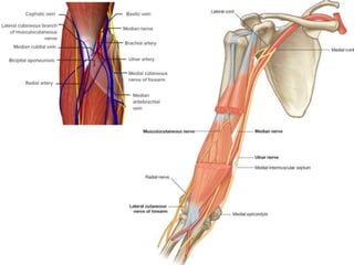 4 arm region and cubital | PPTX
