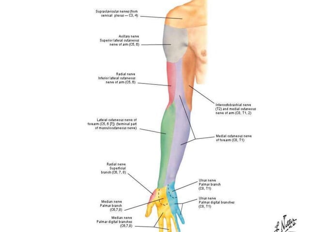 4 arm region and cubital | PPTX | Death, Injury, or Military Conflict ...
