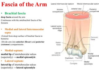 Brachial Fascia