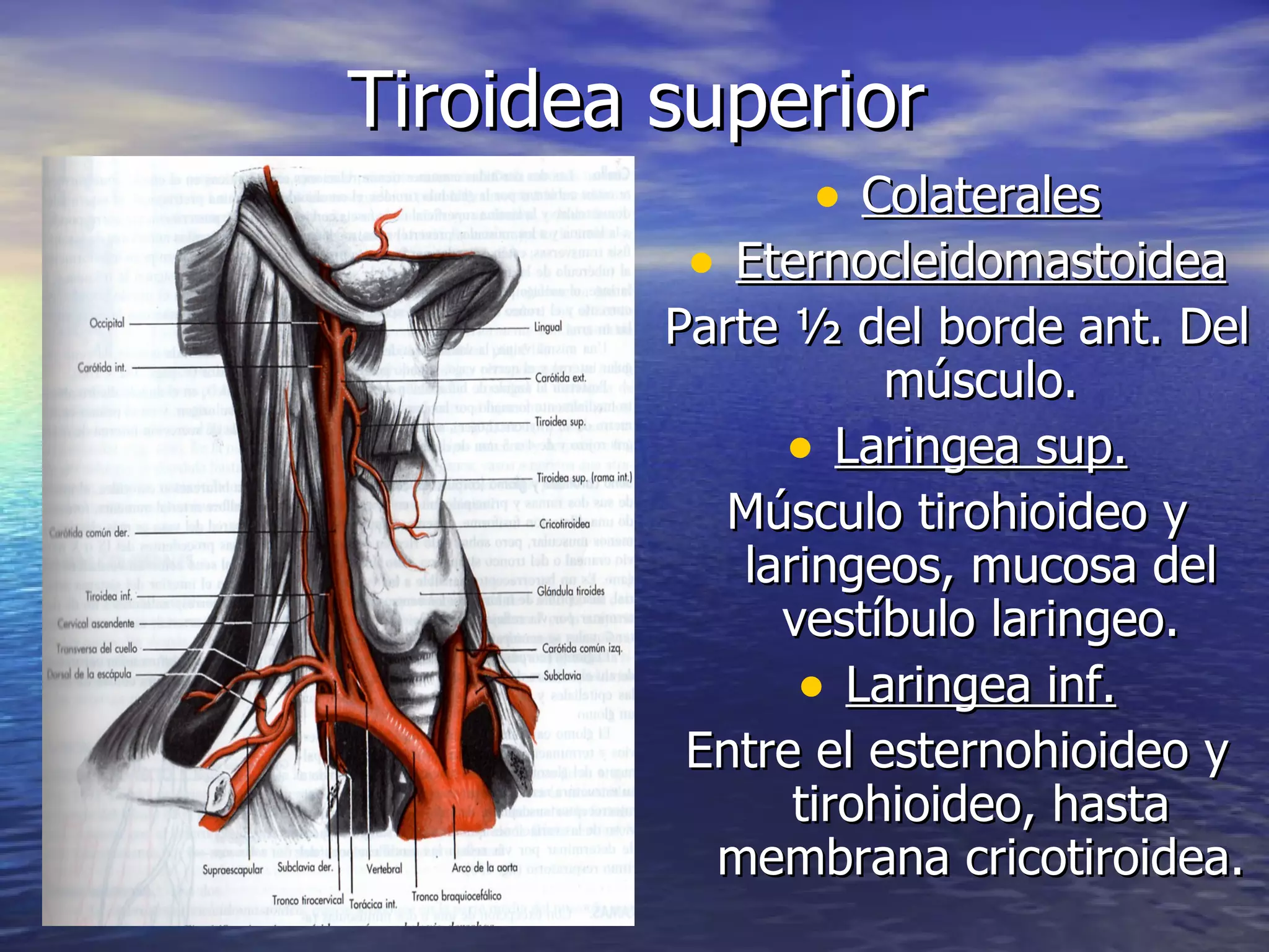 Anatomía De La Arteria Carótida Externa ARTERIAS CAROTIDA EXTERNA