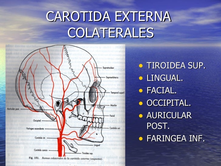 La Anatomía De La Arteria Carótida Externa – DDKGWB