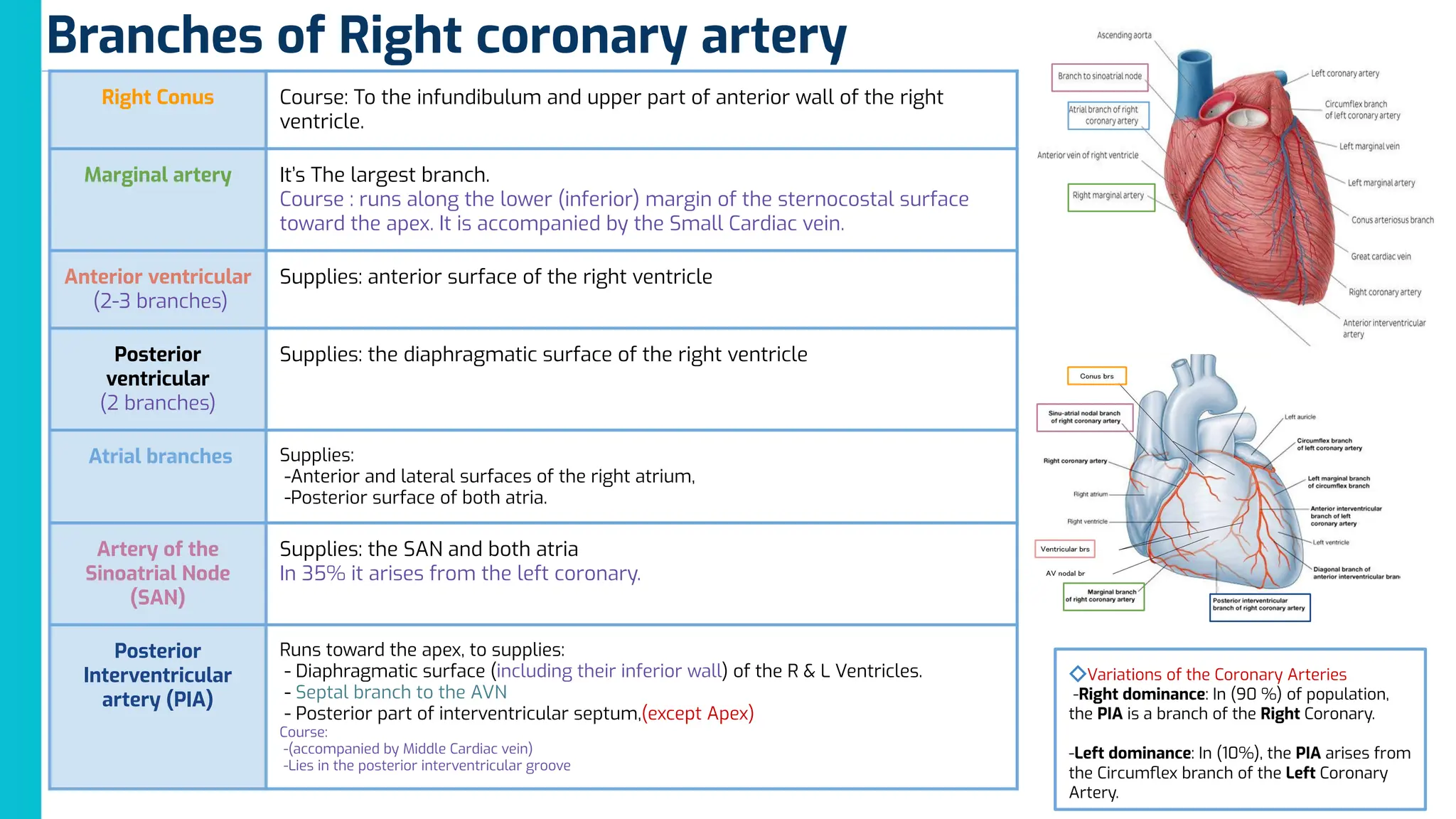 4-Arterial supply and venous drainage of the heart.pdf