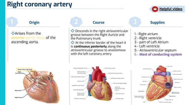 4-Arterial supply and venous drainage of the heart.pdf