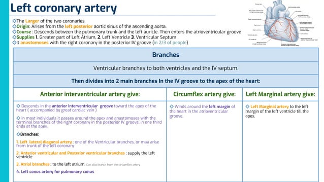 4-Arterial supply and venous drainage of the heart.pdf
