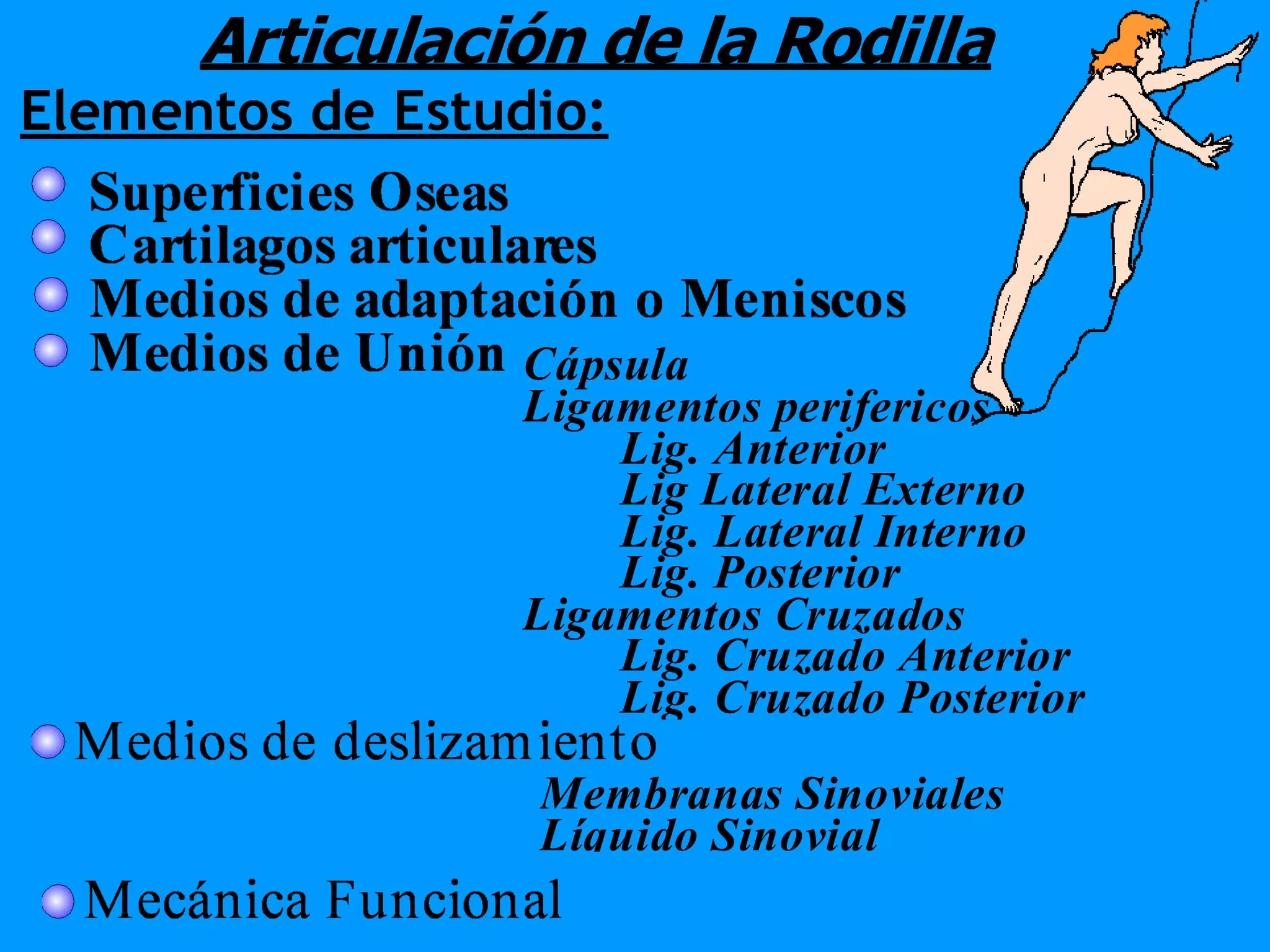 4 articulación de la rodilla anatomica | PPT
