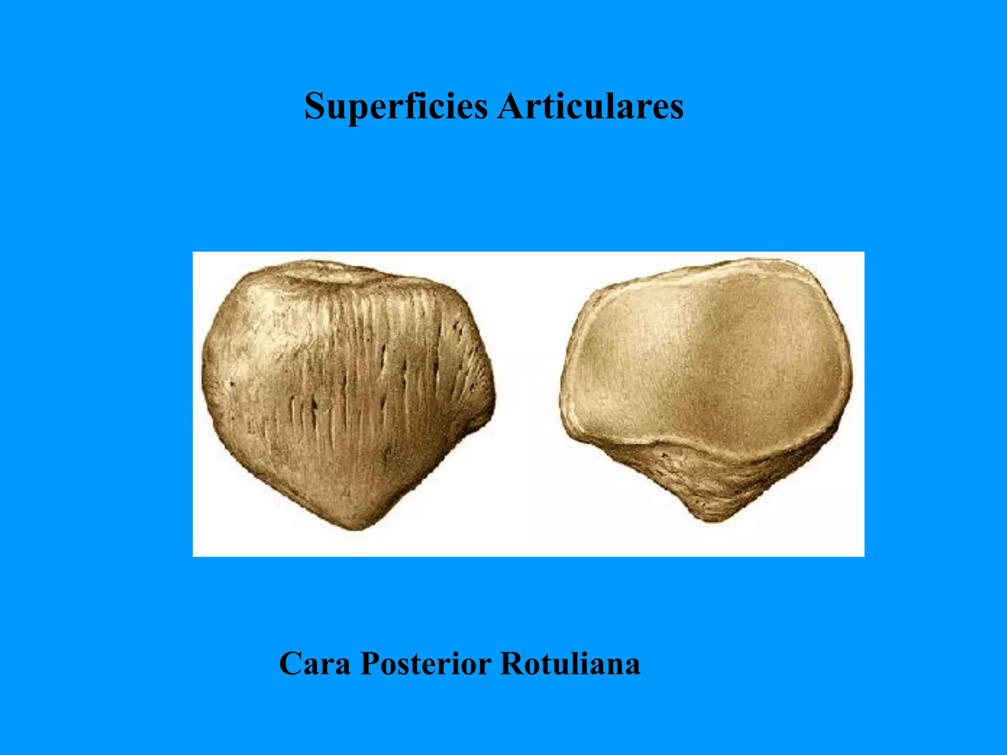 4 articulación de la rodilla anatomica | PPT
