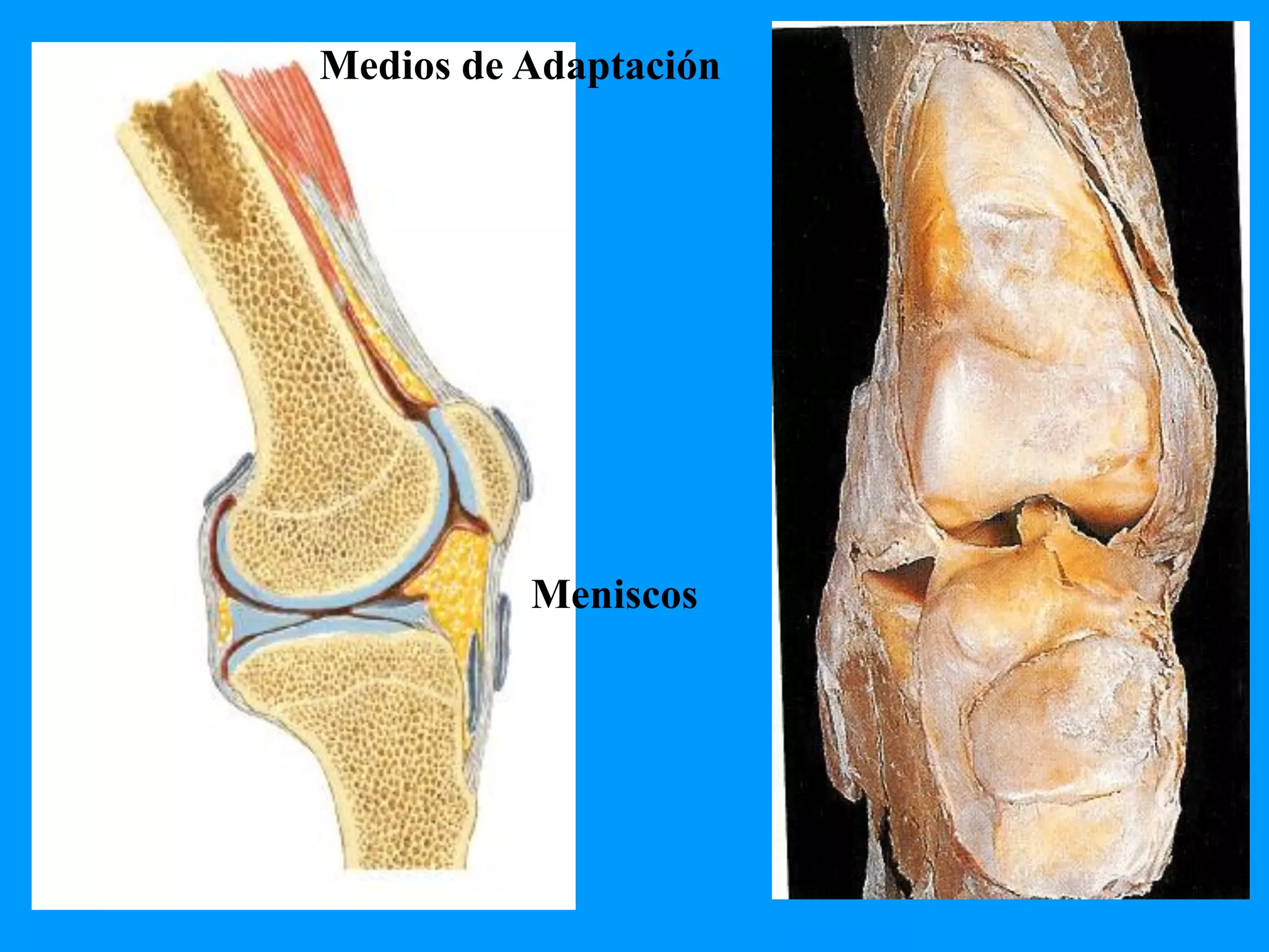 4 articulación de la rodilla anatomica | PPT