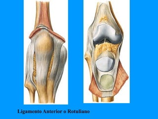 4 articulación de la rodilla anatomica | PDF