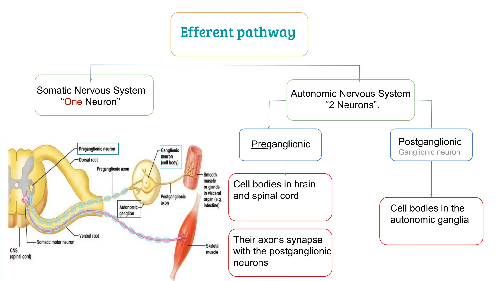 4- Autonomic Nervous System of anatomy and | PPT