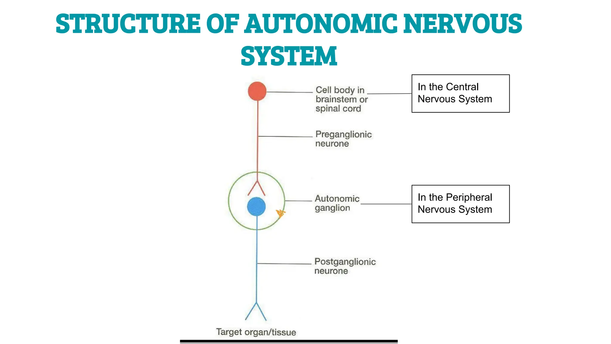 4- Autonomic Nervous System of anatomy and | PPT