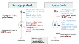 4- Autonomic Nervous System of anatomy and | PPT