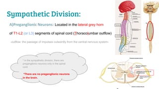 4- Autonomic Nervous System of anatomy and | PPT