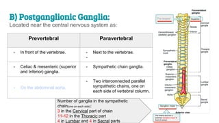 4- Autonomic Nervous System of anatomy and | PPT