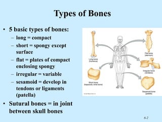 4 -- AXIAL SKELETON saddam.ppt