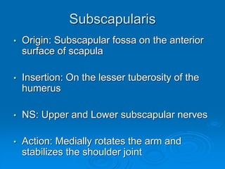 4-AXILLA.ppt