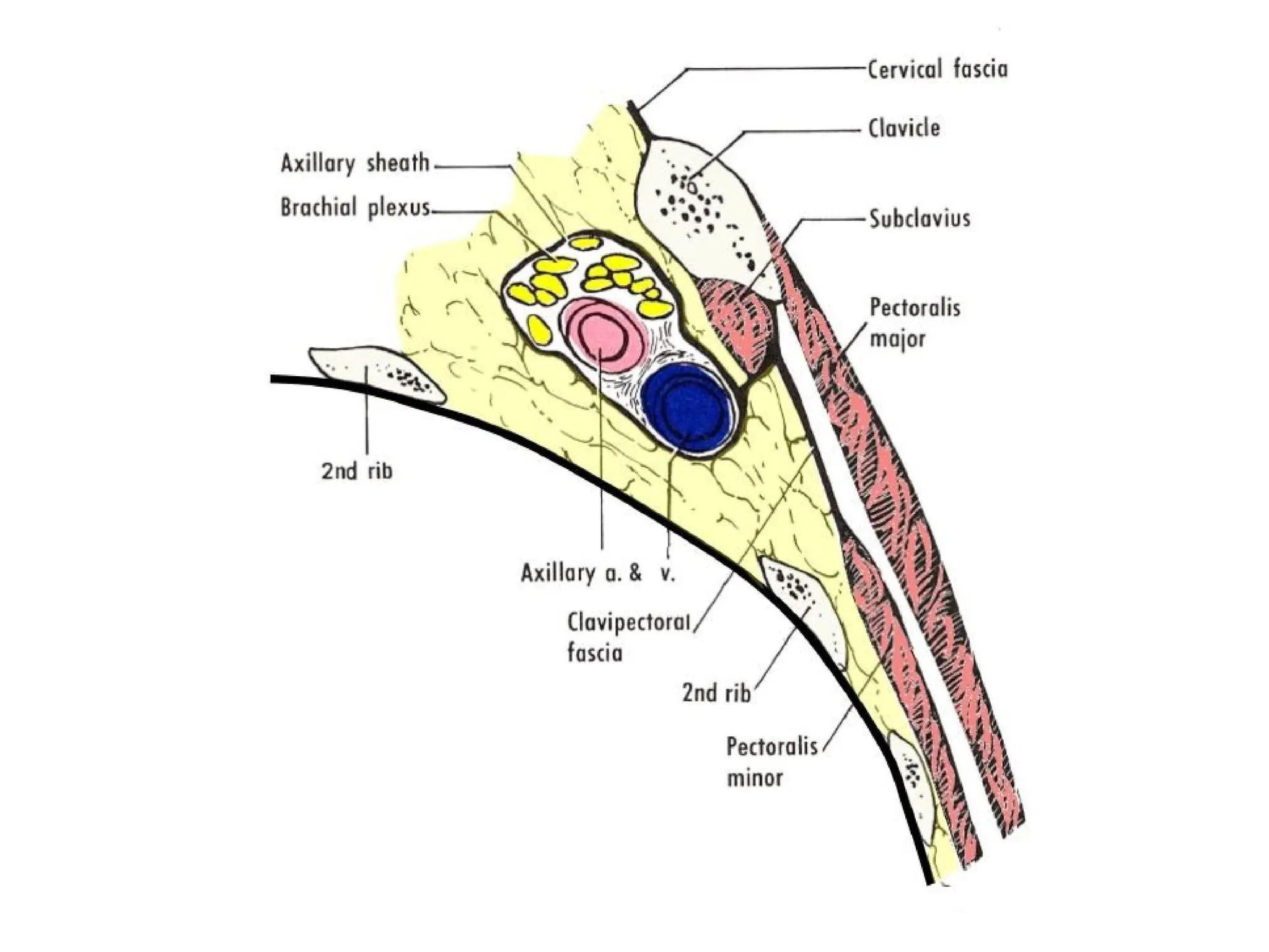 4-AXILLA.ppt anatomy of the axillary region | PPT