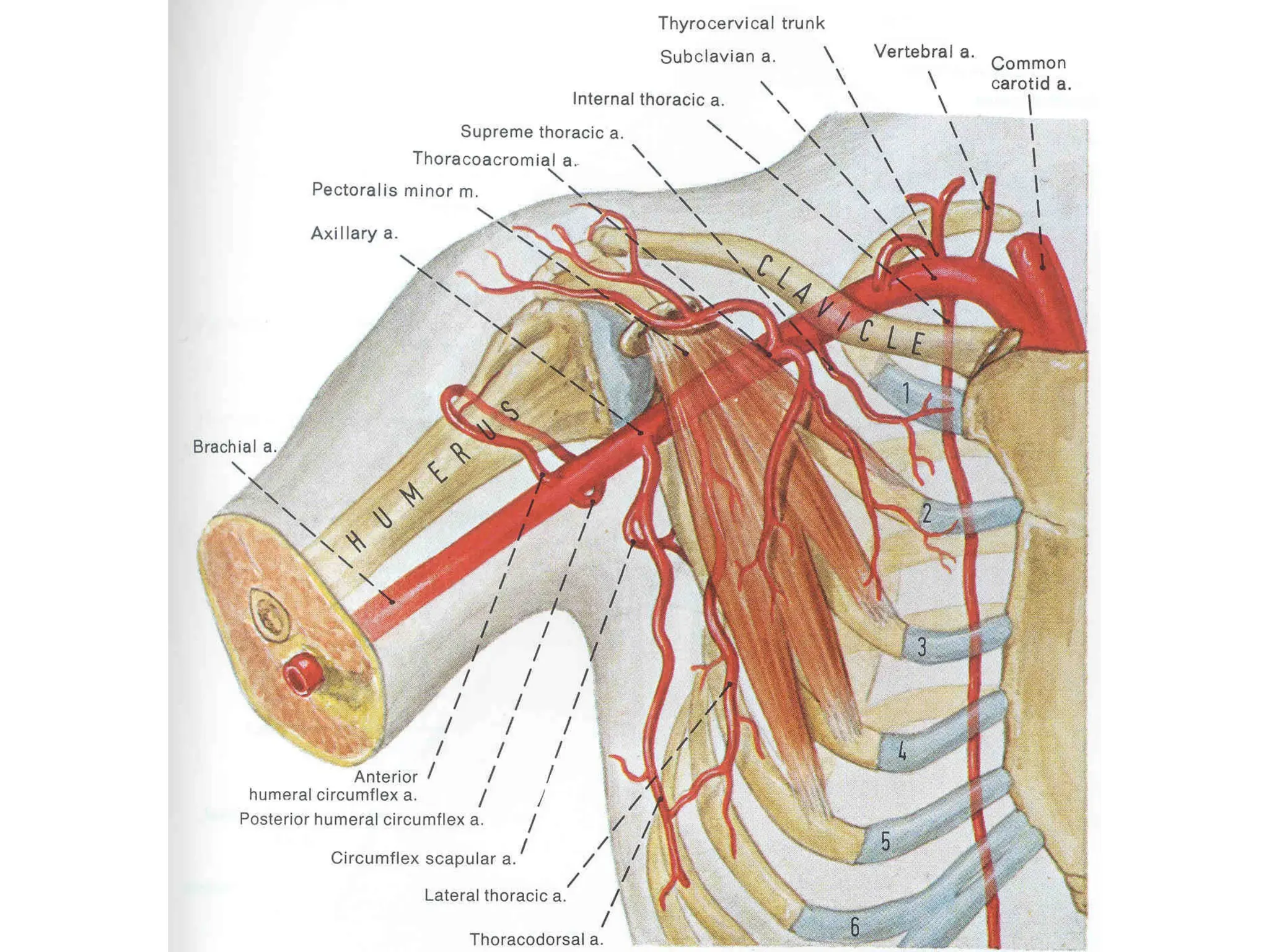 4-AXILLA.ppt anatomy of the axillary region | PPT