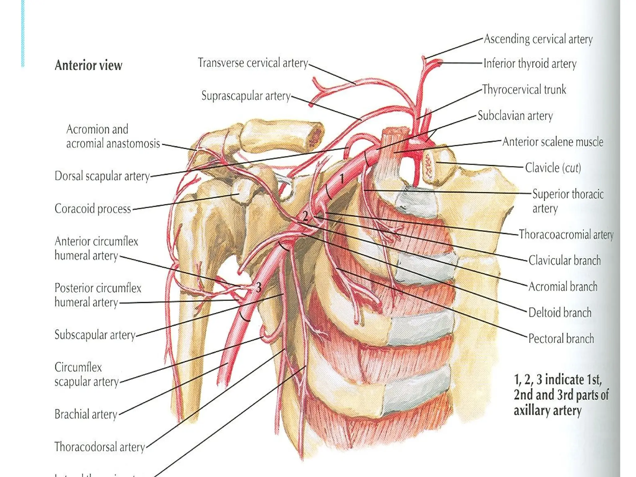 4-AXILLA.ppt anatomy of the axillary region | PPT