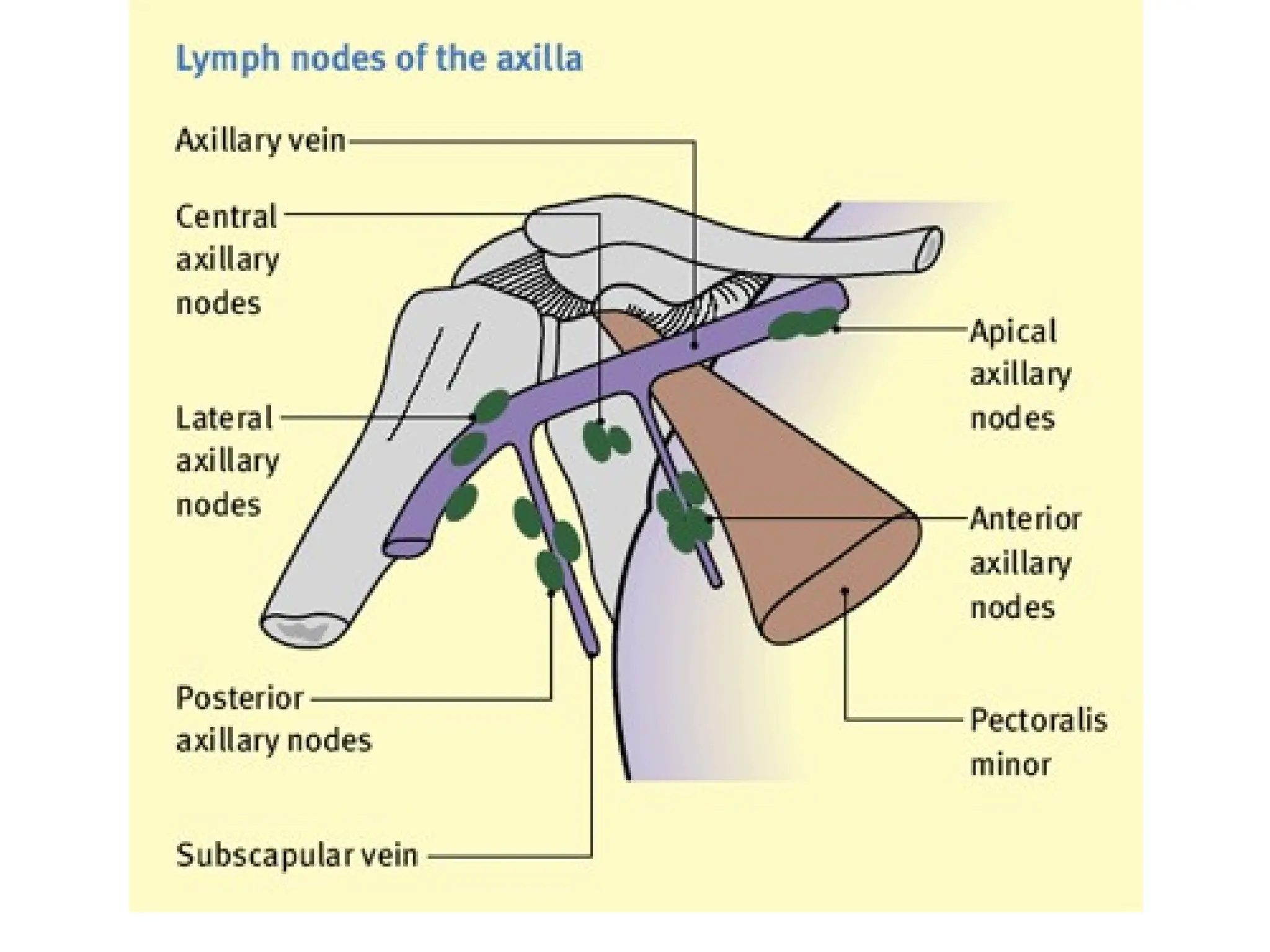 4-AXILLA.ppt anatomy of the axillary region | PPT