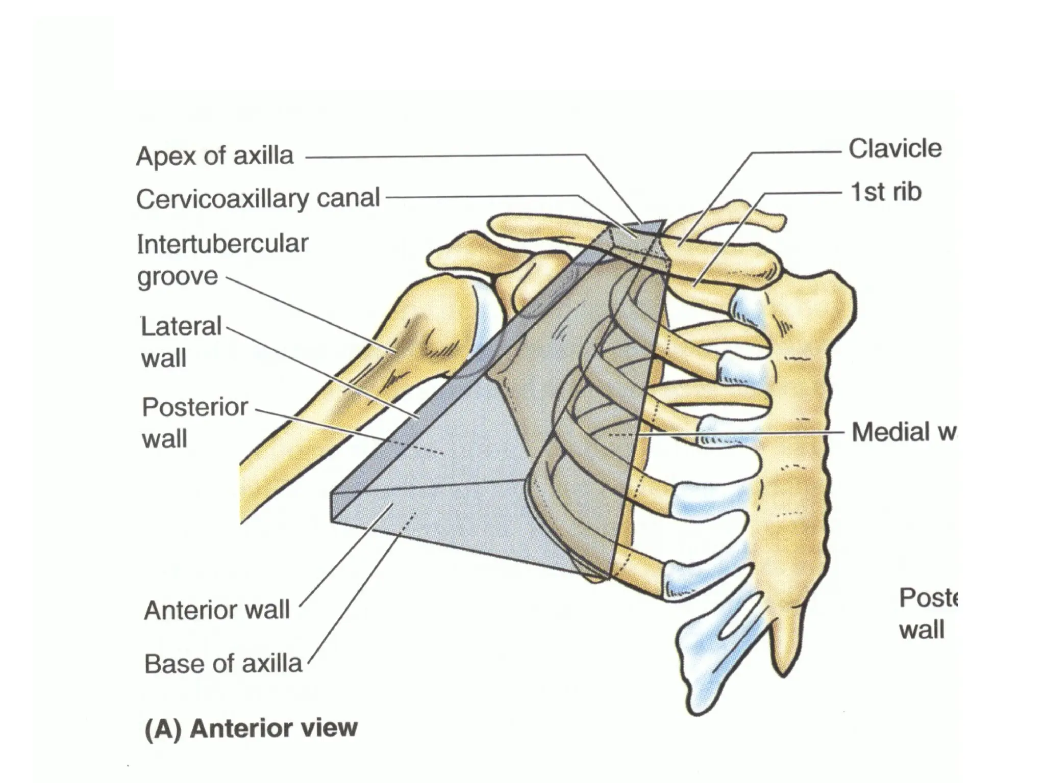 4-AXILLA.ppt anatomy of the axillary region | PPT