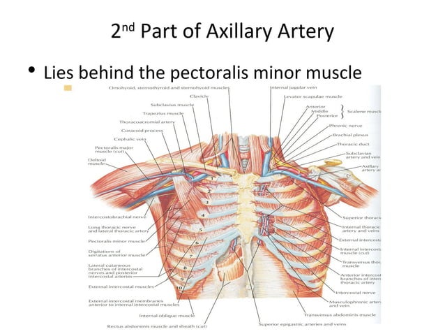 4-AXILLA.ppt anatomy of the axillary region | PPT