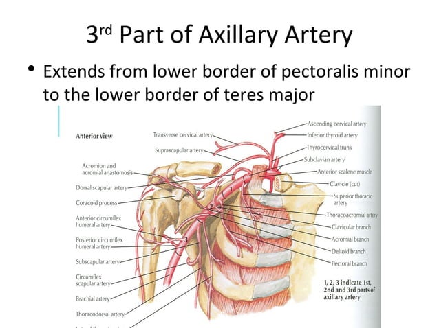 4-AXILLA.ppt anatomy of the axillary region | PPT