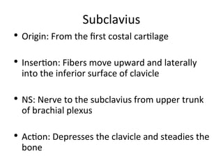 4-AXILLA.ppt anatomy of the axillary region | PPT