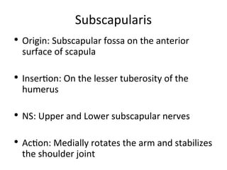 4-AXILLA.ppt anatomy of the axillary region | PPT