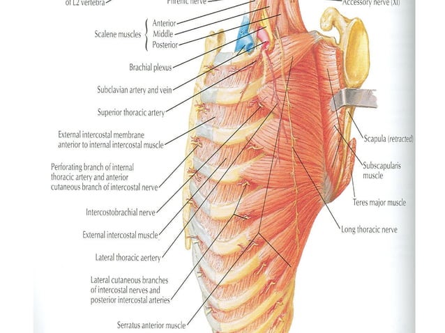 4-AXILLA.ppt anatomy of the axillary region | PPT