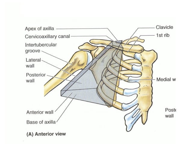 4-AXILLA.ppt anatomy of the axillary region | PPT